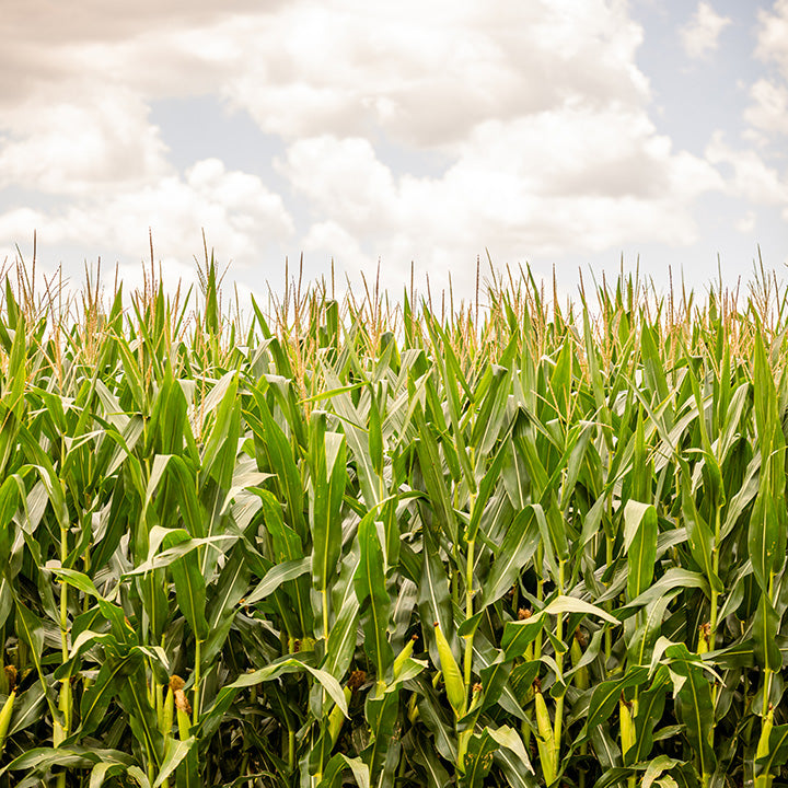 Farmview Market | Farmers Market Madison GA | Meat Near Me Georgia